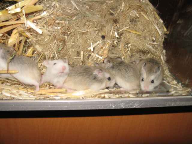 unsere Hamster ...
